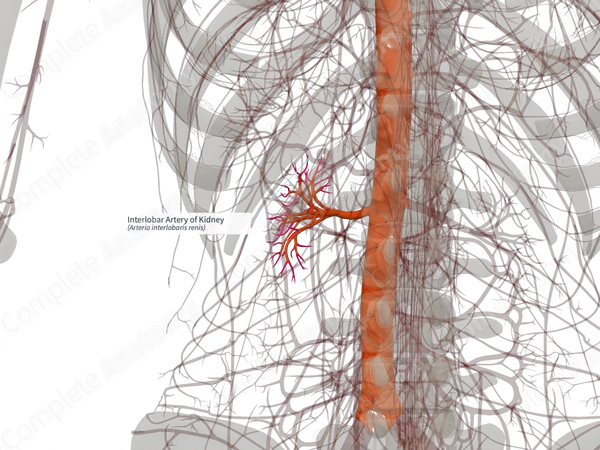 Arteria Interlobular Interlobular Arteries Of Kidney Hi Res Stock
