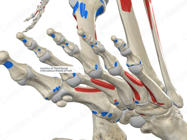 Insertion of Third Dorsal Interosseous Muscle of Foot | Complete Anatomy