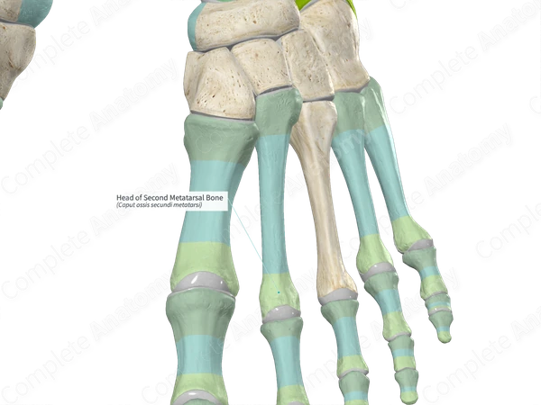 Head of Second Metatarsal Bone | Complete Anatomy