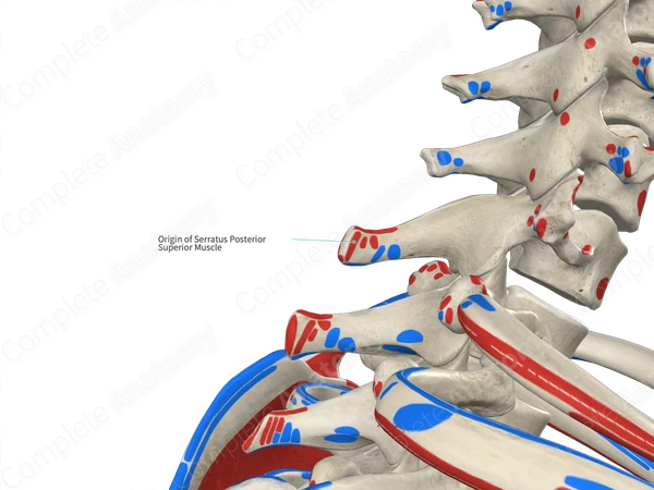 Origin of Serratus Posterior Superior Muscle | Complete Anatomy