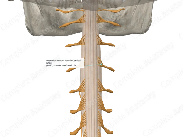Posterior Root of Fourth Cervical Nerve | Complete Anatomy