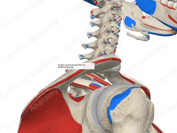 Origin of Acromial Part of Deltoid Muscle | Complete Anatomy