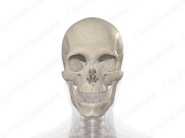 Bones of Cranium | Complete Anatomy