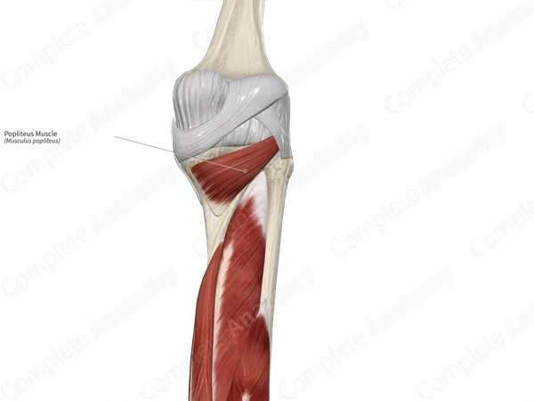Popliteus Muscle | Complete Anatomy