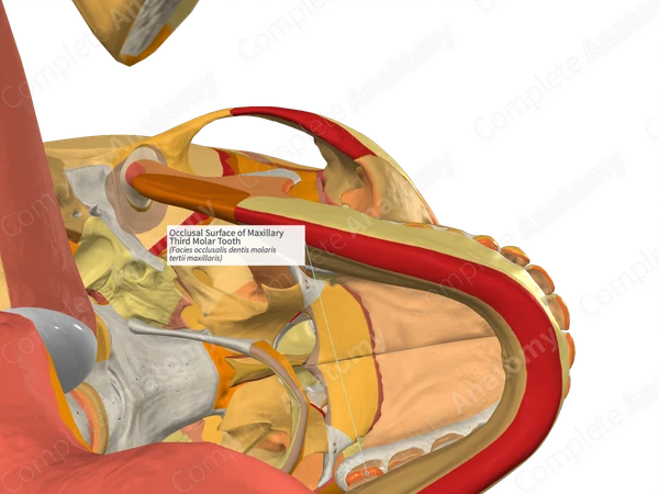 Occlusal Surface of Maxillary Third Molar Tooth | Complete Anatomy