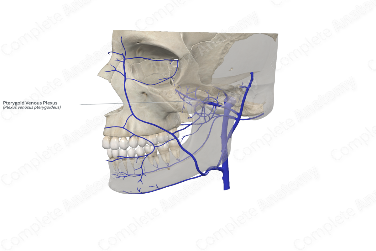 Pterygoid Venous Plexus Complete Anatomy