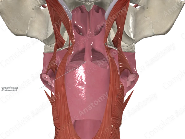 Uvula Kenhub 24. Anatomy, Topography And Blood Supply Of The Prostate,