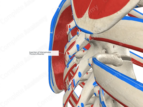 Insertion of Interspinales Thoracis Muscles | Complete Anatomy
