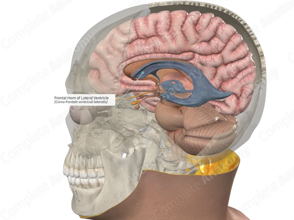 Frontal Horn of Lateral Ventricle | Complete Anatomy