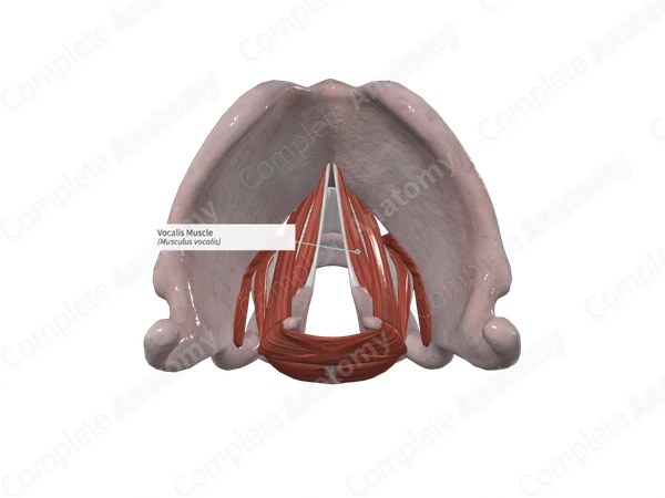 Vocalis Muscle | Complete Anatomy