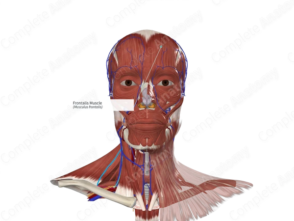 Frontalis Muscle | Complete Anatomy