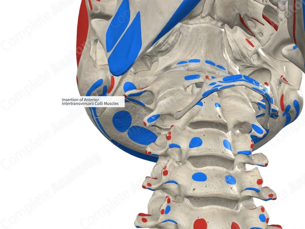 Insertion of Anterior Intertransversarii Colli Muscles | Complete Anatomy