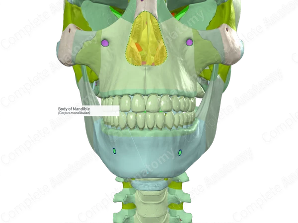 Body of Mandible | Complete Anatomy