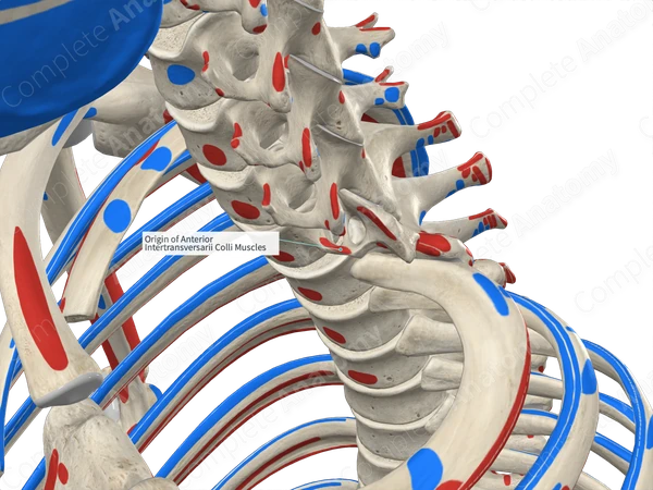 Origin of Anterior Intertransversarii Colli Muscles | Complete Anatomy