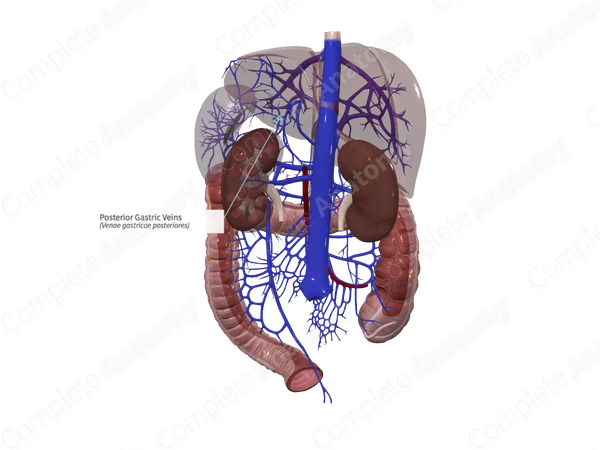 Gastric Vein Anatomy Management Of Fundic Varices: Endoscopic Aspects