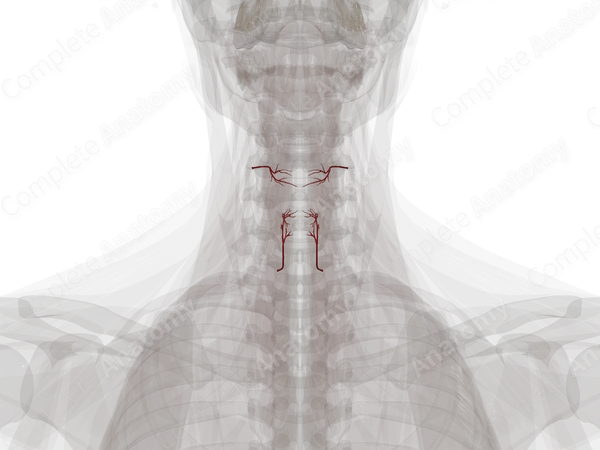 Arteries of Larynx | Complete Anatomy
