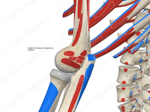 Origin of Extensor Digitorum Muscle | Complete Anatomy
