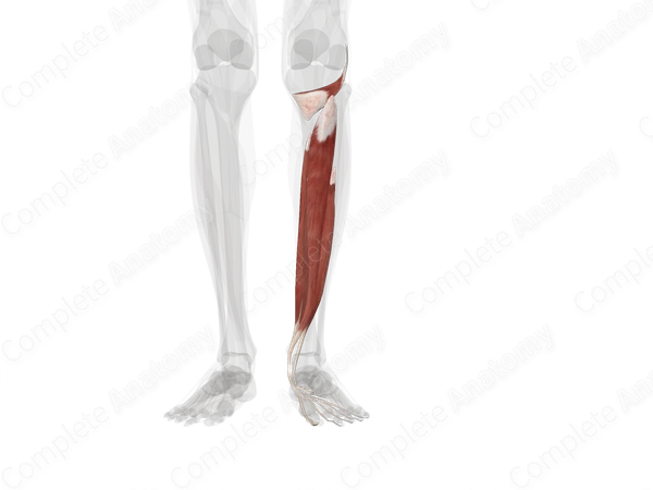 Deep Part of Posterior Compartment of Leg (Left) | Complete Anatomy