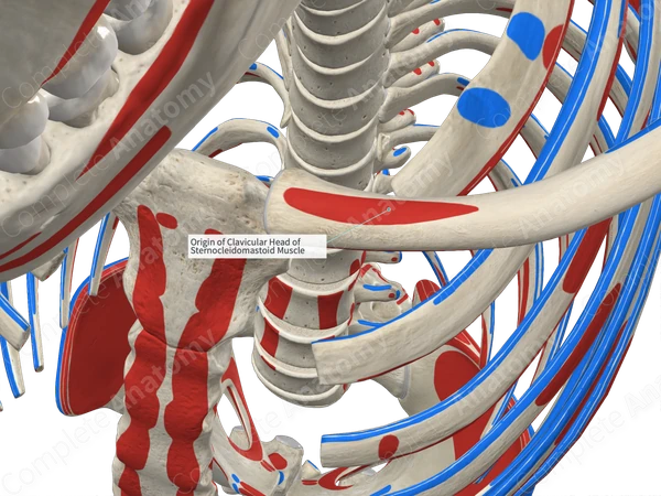 Origin of Clavicular Head of Sternocleidomastoid Muscle | Complete Anatomy