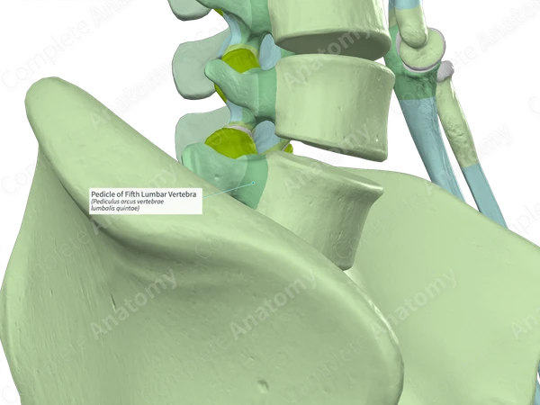 Pedicle of Fifth Lumbar Vertebra (Left) | Complete Anatomy