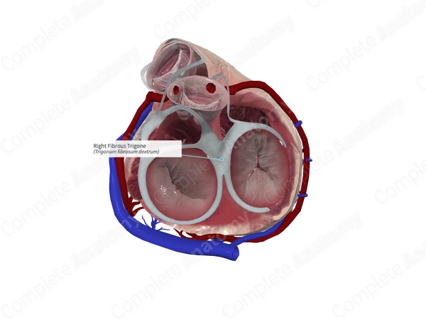 Right Fibrous Trigone | Complete Anatomy