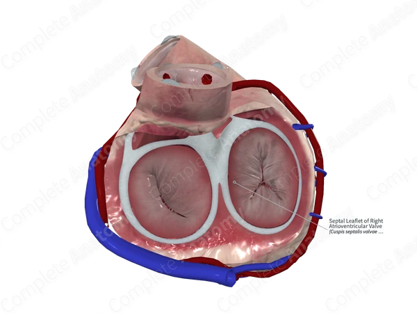 Septal Leaflet of Right Atrioventricular Valve | Complete Anatomy