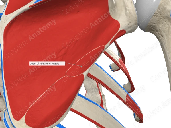 Origin of Teres Minor Muscle | Complete Anatomy