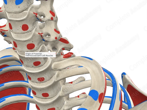 Origin of Posterior Intertransversarii Colli Muscles | Complete Anatomy
