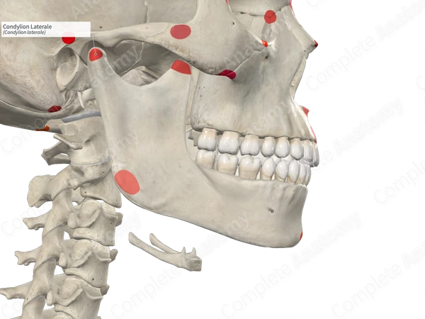 Condylion Laterale (Left) | Complete Anatomy