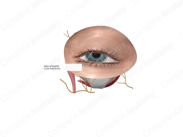 Skin of Eyelid | Complete Anatomy