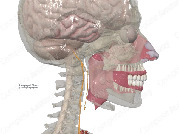 Pharyngeal Plexus | Complete Anatomy