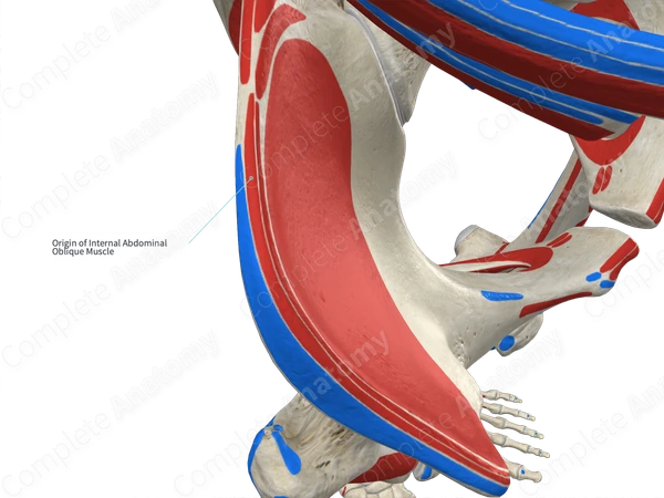 Origin of Internal Abdominal Oblique Muscle | Complete Anatomy