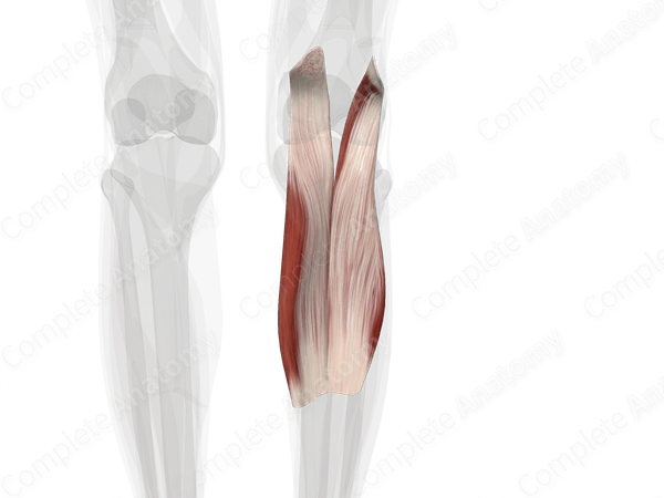 Gastrocnemius Muscle (Left) | Complete Anatomy