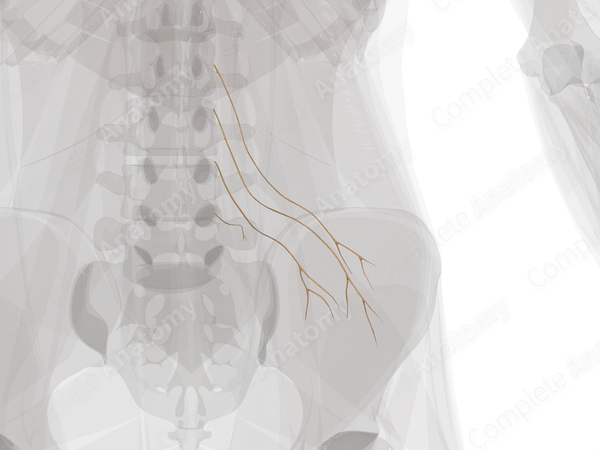 Lateral Branches of Posterior Rami of Lumbar Nerves (Left) | Complete ...