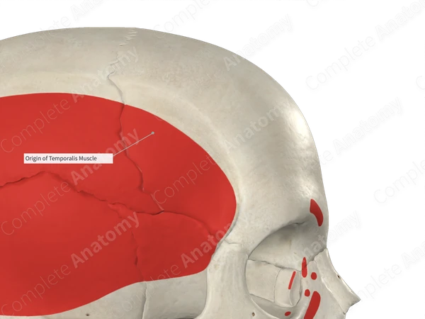 Origin of Temporalis Muscle | Complete Anatomy