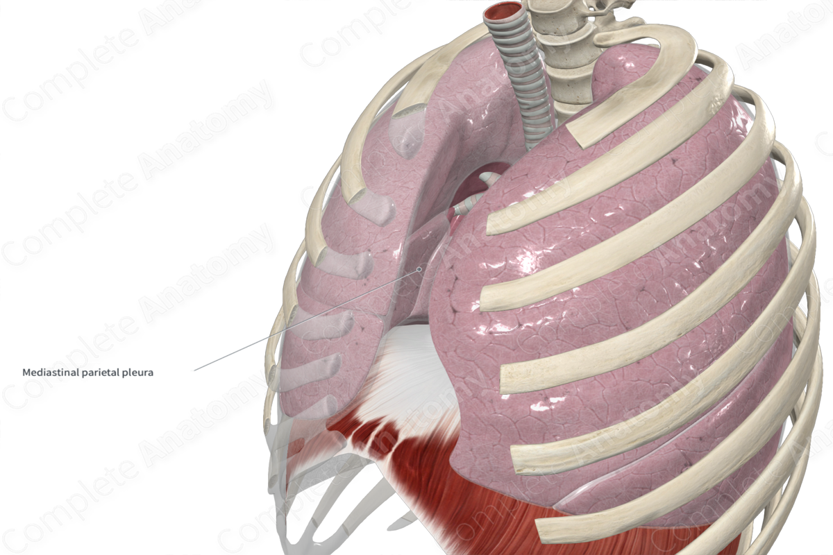 Mediastinal Part of Pleura (Right Lung) | Complete Anatomy