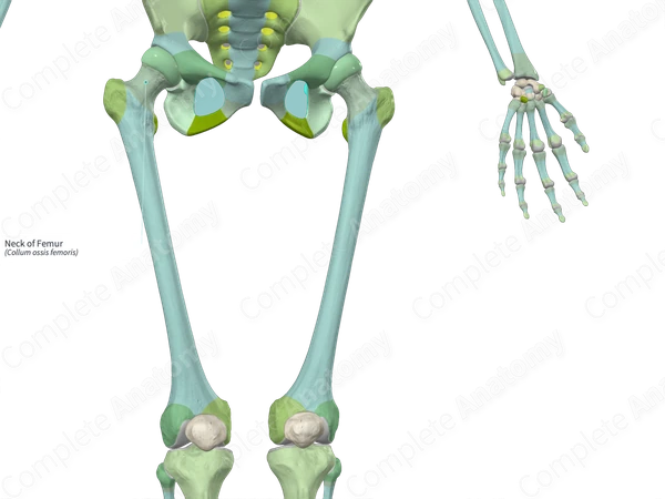 Neck of Femur | Complete Anatomy