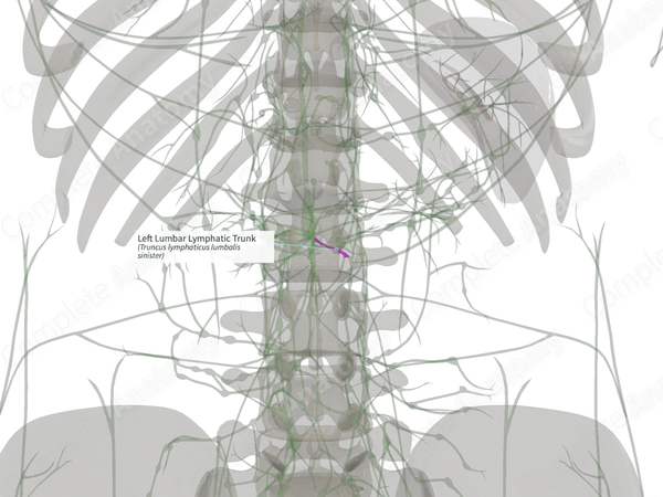 Left Lumbar Lymphatic Trunk | Complete Anatomy