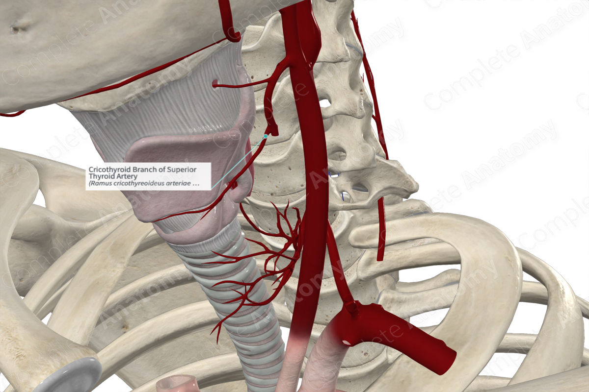 Cricothyroid Branch of Superior Thyroid Artery | Complete Anatomy