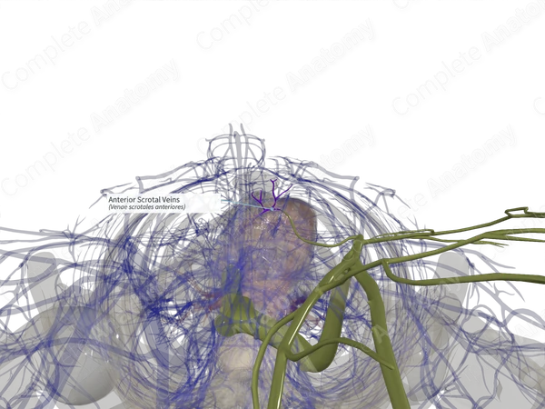 Anterior Scrotal Veins (Right) | Complete Anatomy