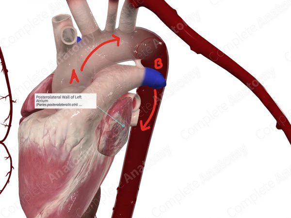 Posterolateral Wall of Left Atrium | Complete Anatomy