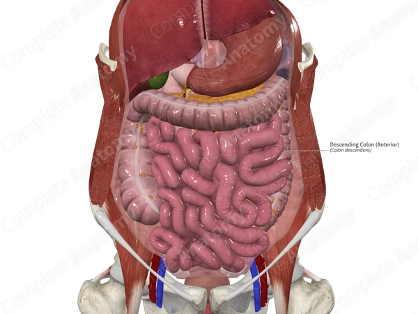 Descending Colon Diagram