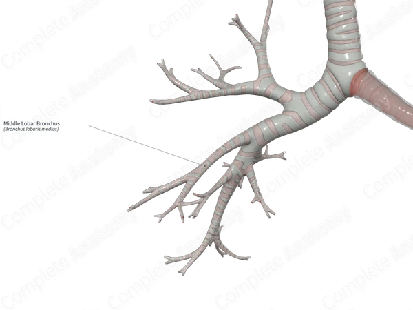 Middle Lobar Bronchus | Complete Anatomy