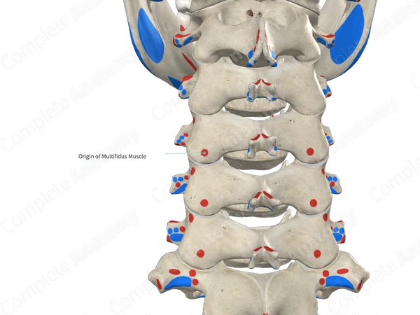 Origin of Multifidus Muscle | Complete Anatomy