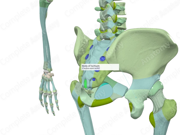 Body of Ischium | Complete Anatomy
