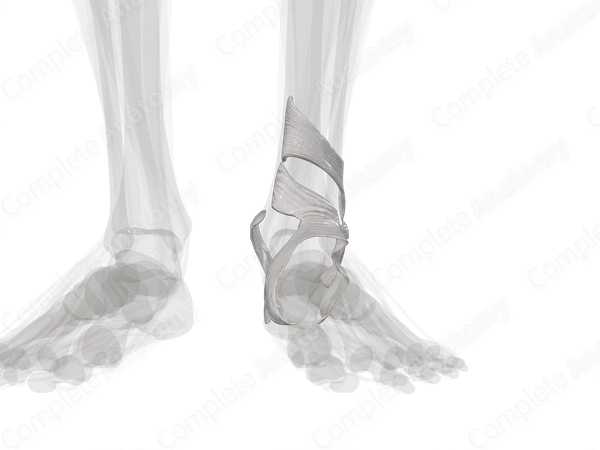 Retinacula of Ankle (Left) | Complete Anatomy
