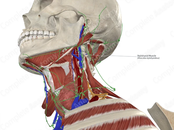 Stylohyoid Muscle | Complete Anatomy