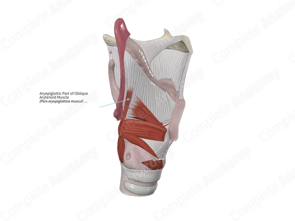 Aryepiglottic Muscle Gross Spring Equine And Ruminant Larynx MT1