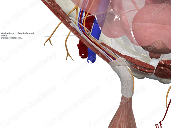 Genital Branch of Genitofemoral Nerve | Complete Anatomy