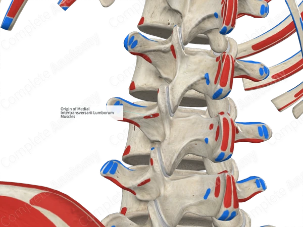 Origin of Medial Intertransversarii Lumborum Muscles | Complete Anatomy